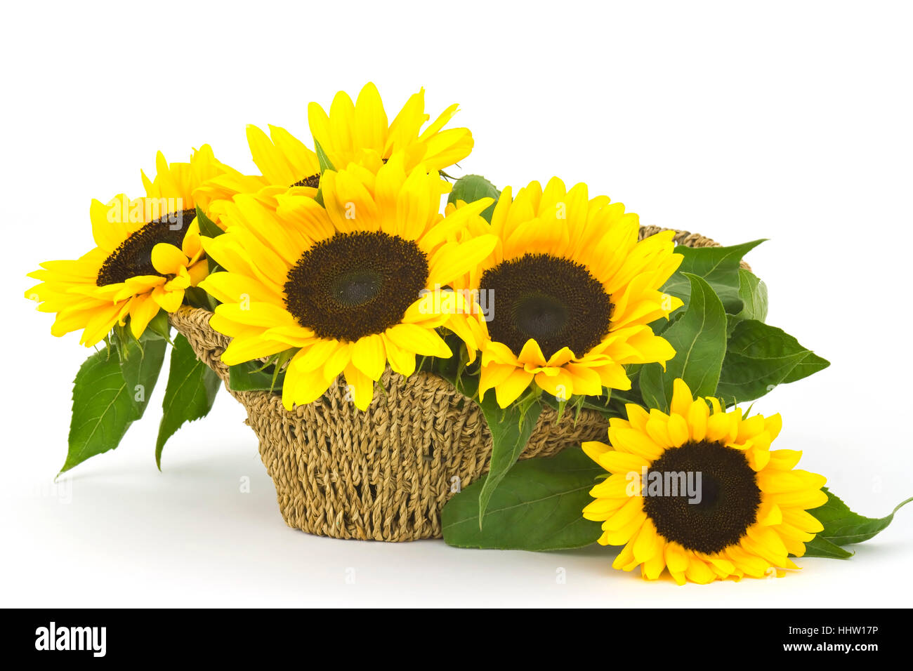 environment, enviroment, composition, feminine, garden, flower, plant ...