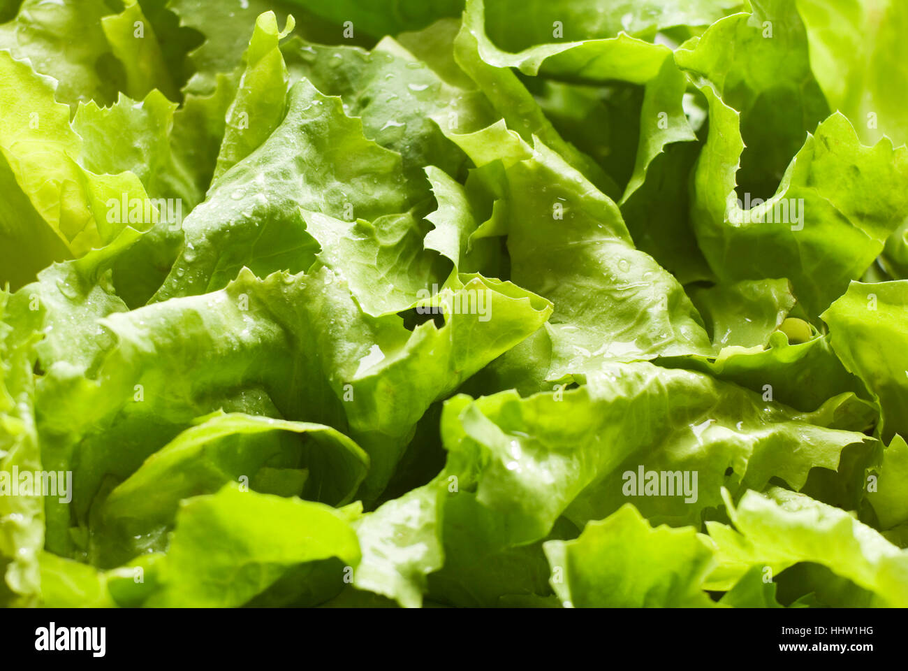 diet, food, dish, meal, lunch, salad, backdrop, background, fresh ...