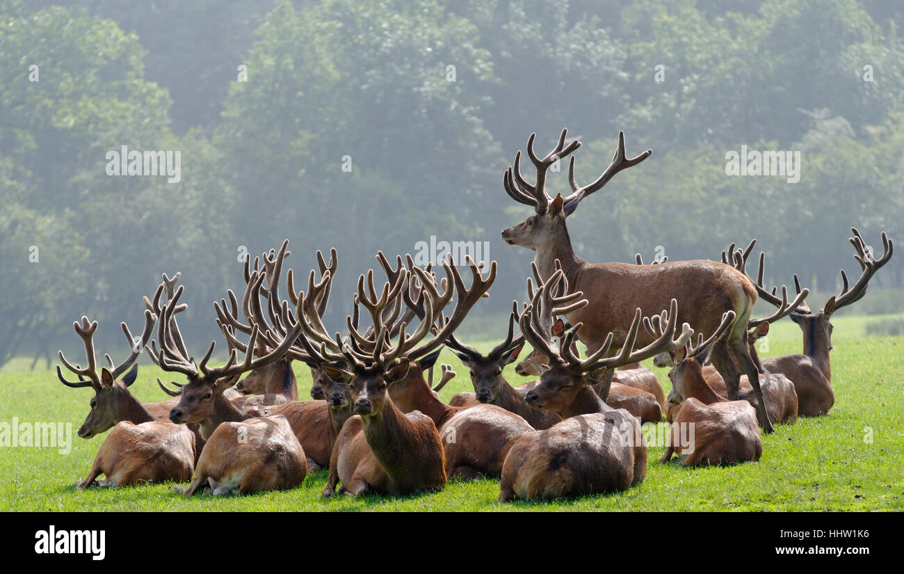 male, masculine, bull, buck, herd, deer, group, hart, stag, park ...