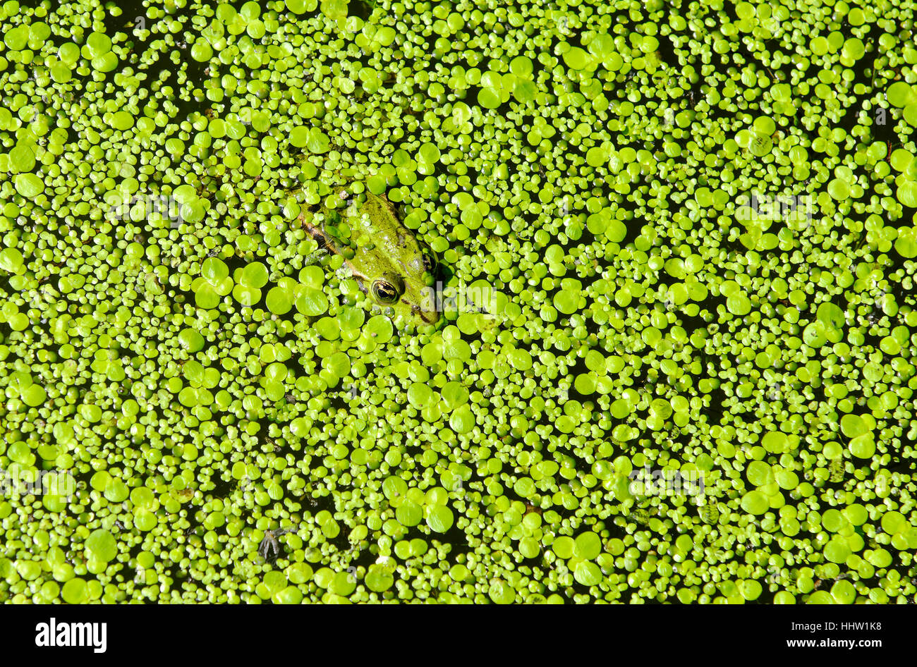 animal, amphibian, wild, frog, water, nature, green, animal, amphibian ...