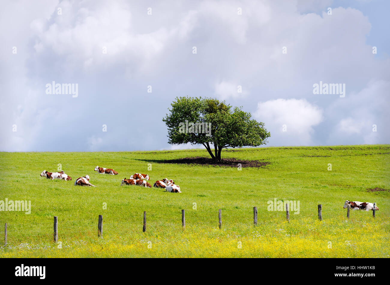 animal, livestock, farm, cows, pasture, farmland, meadow, tree, animal ...