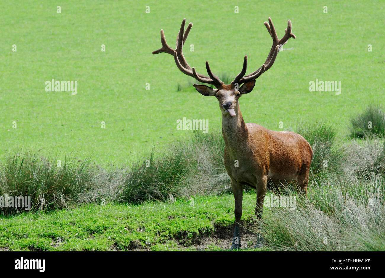 animal, male, masculine, bull, buck, deer, hart, stag, animal, mammal ...