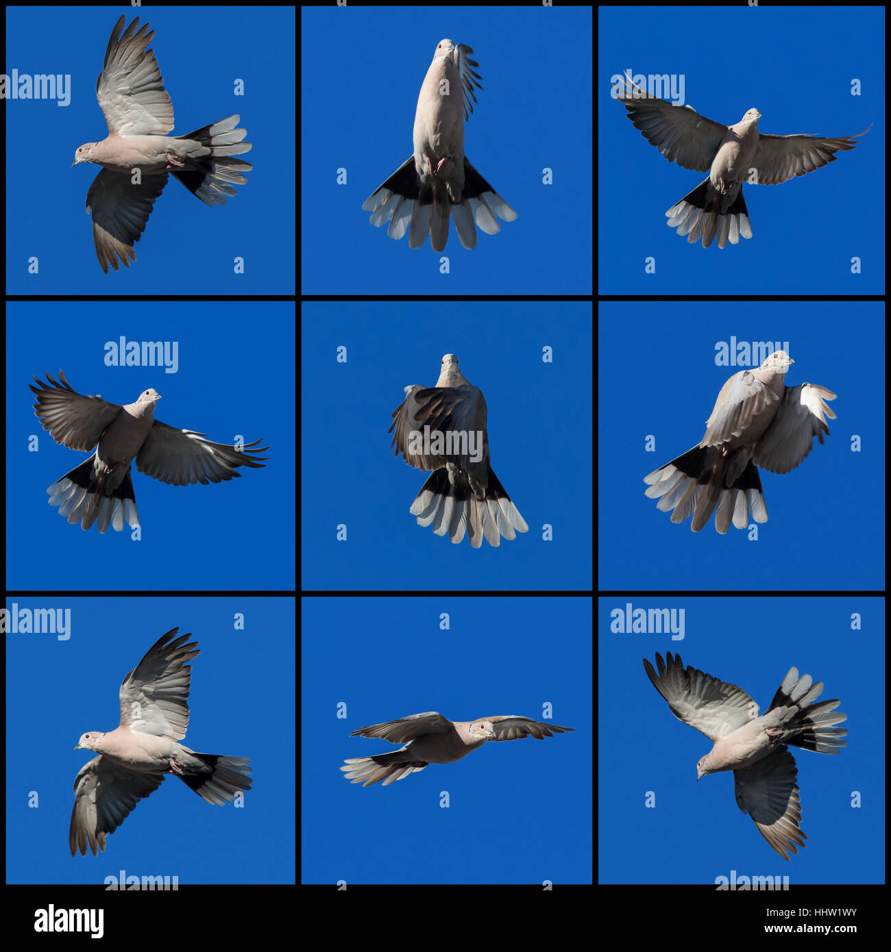 wing, feathers, azure, pigeon, flutter, feather, fly, flies, flys, flying, air Stock Photo - Alamy