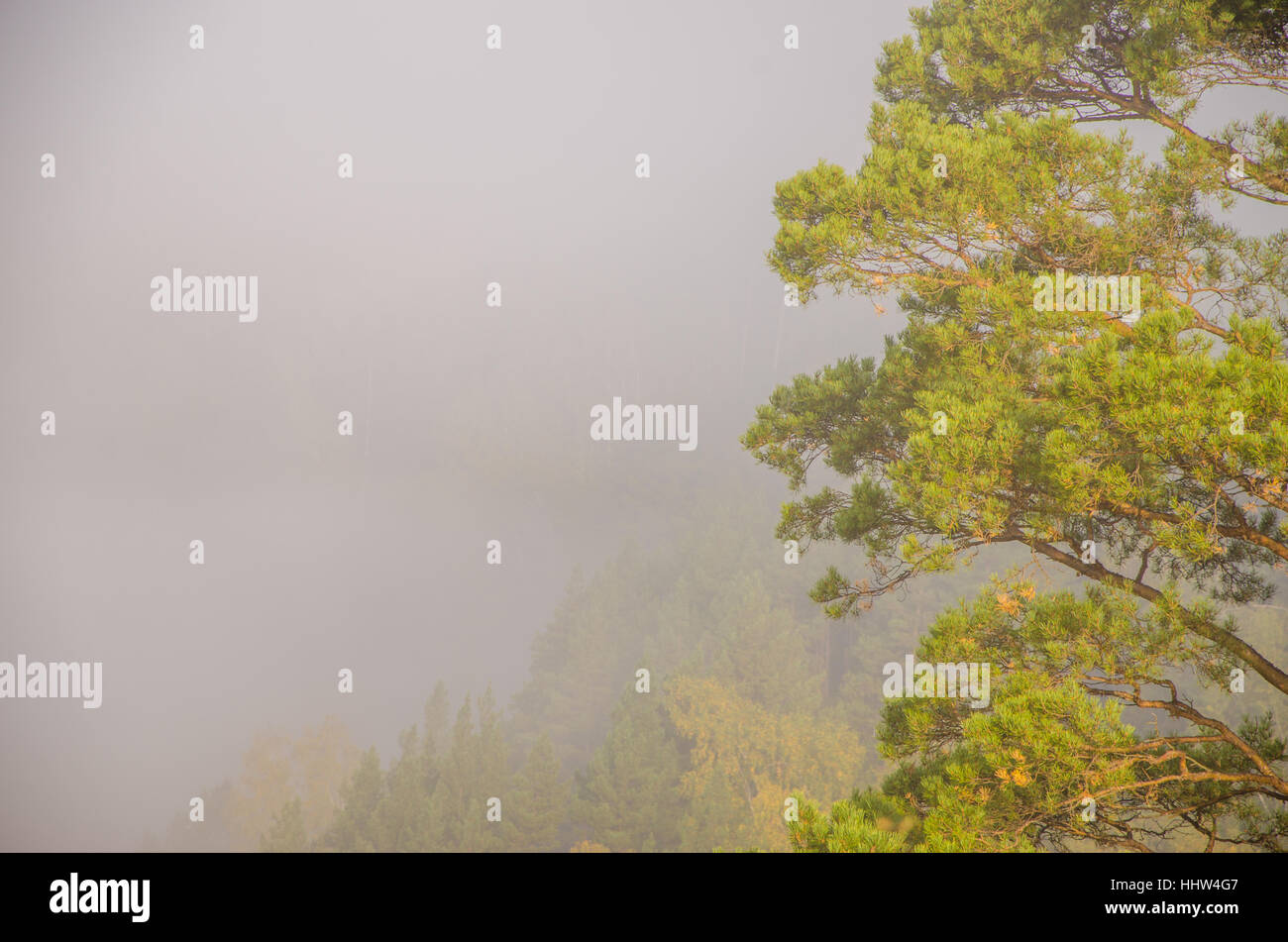 conifer tree at the top in the morning mist. forest with a bird's eye ...