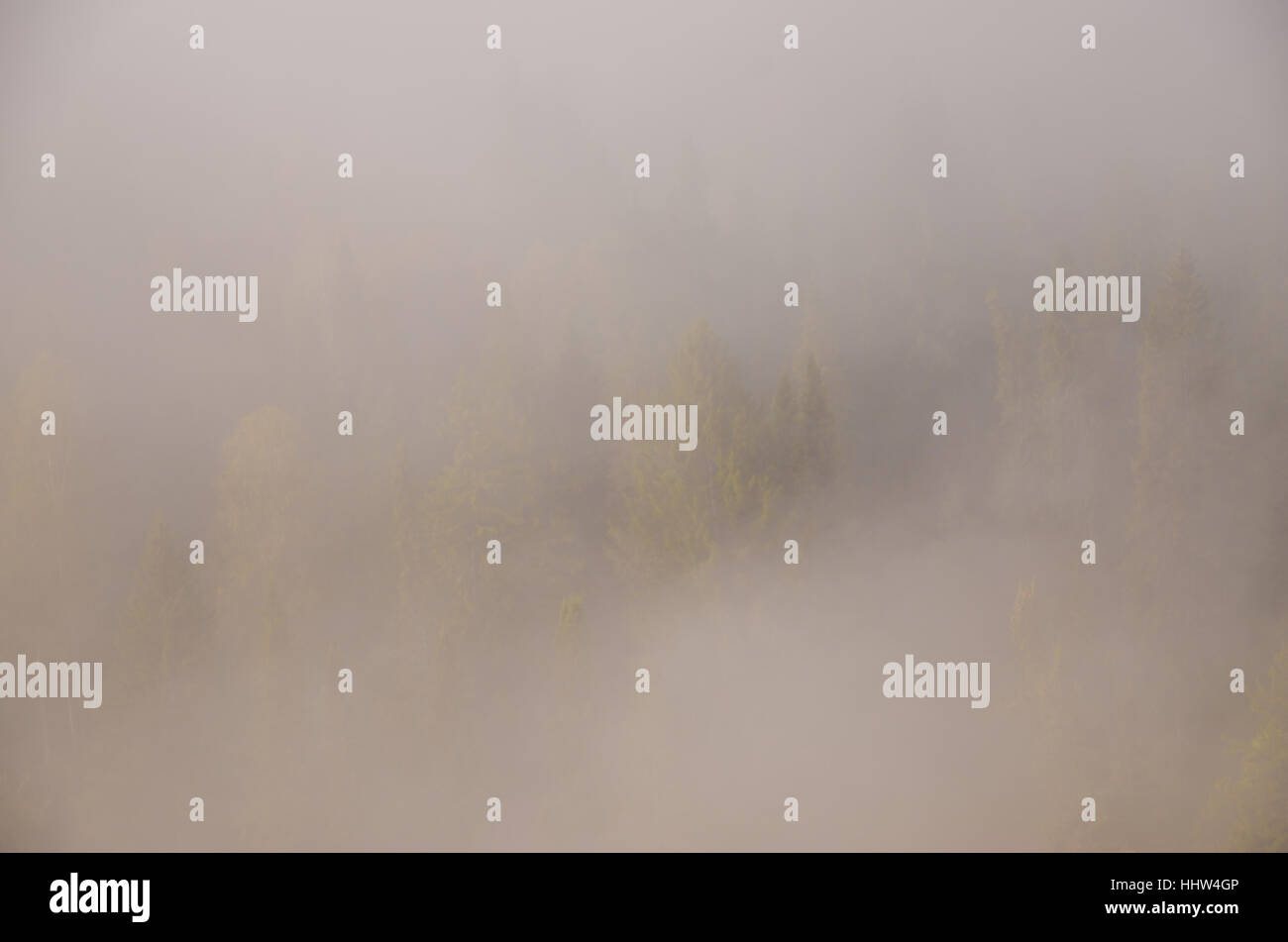 conifer tree at the top in the morning mist. forest with a bird's eye ...