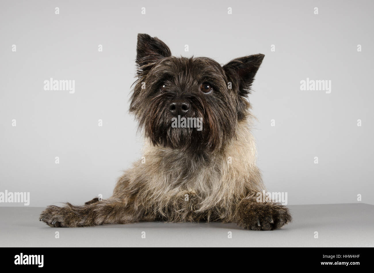 cairn terrier on grey background Stock Photo - Alamy