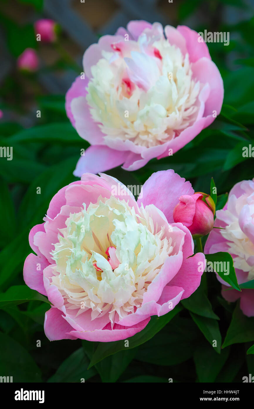 Peony garden hi-res stock photography and images - Alamy