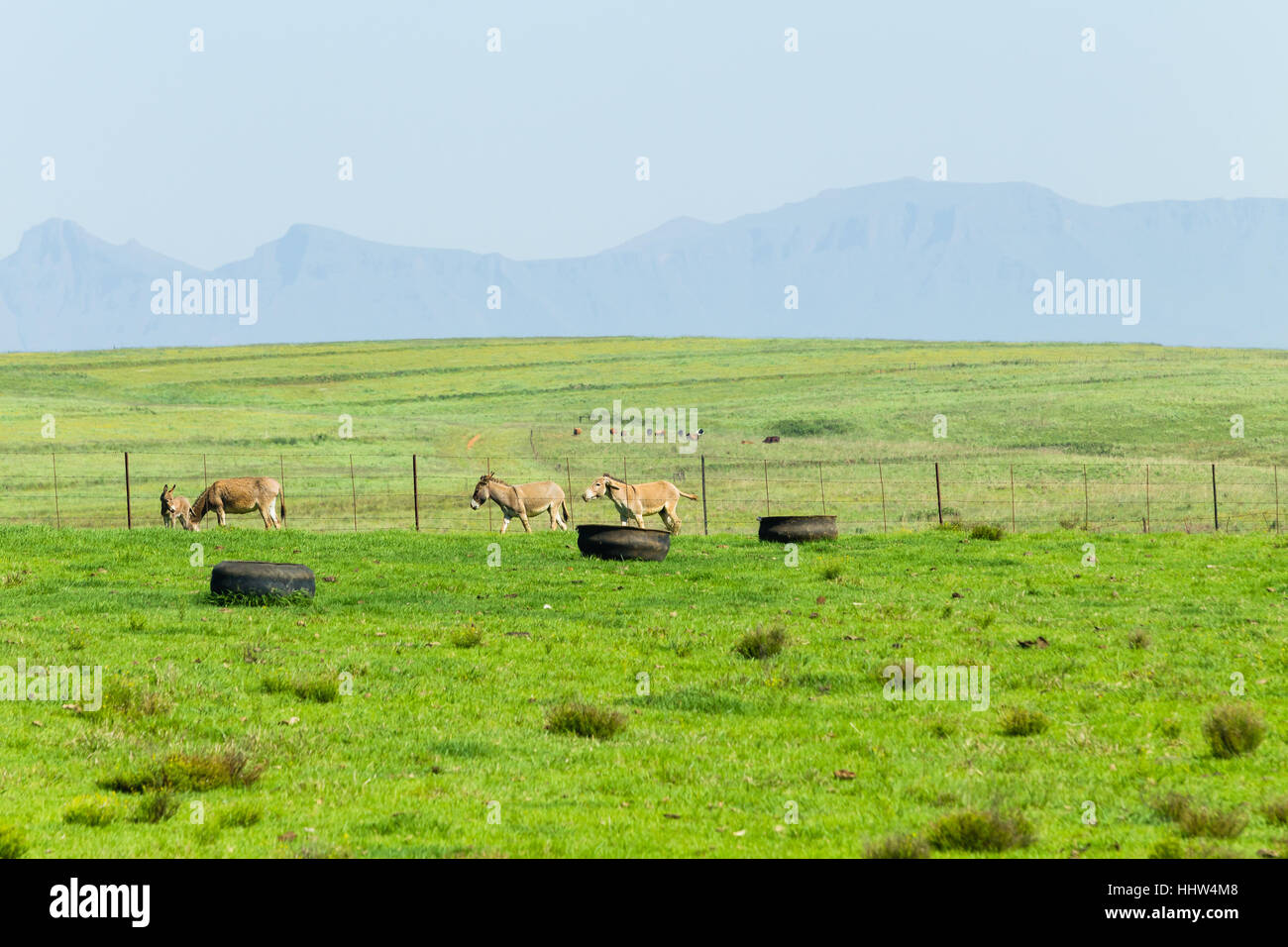 Farm field with donkeys kid foal animals in rural mountain summer ...