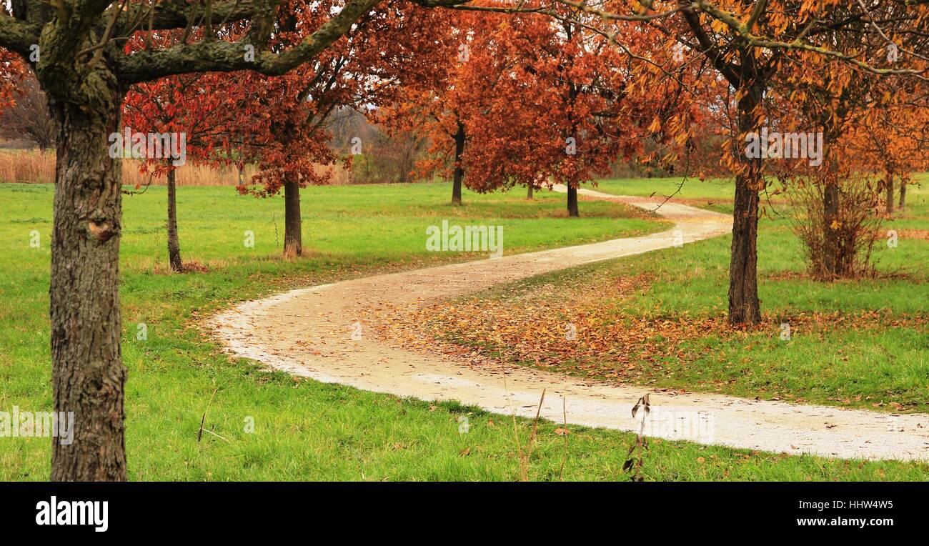 tree, park, bend, path, way, meadow, fall, autumn, tree, park, green ...