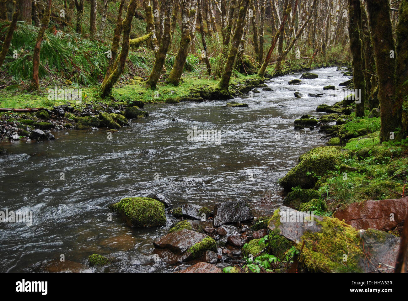 tree, stream, landscape, scenery, countryside, nature, forest, river ...