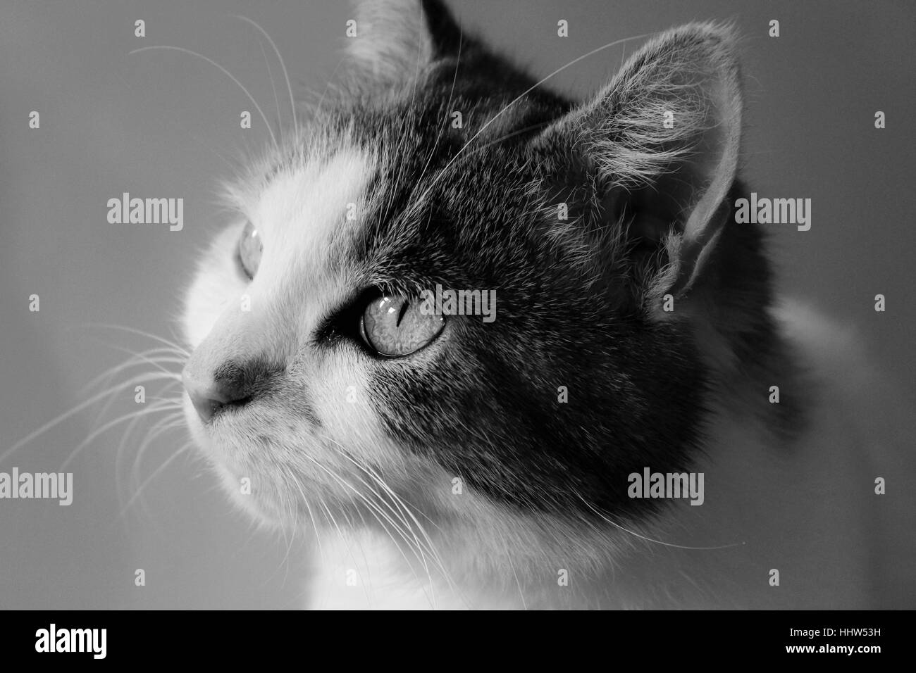Black markings on the face Black and White Stock Photos & Images - Alamy