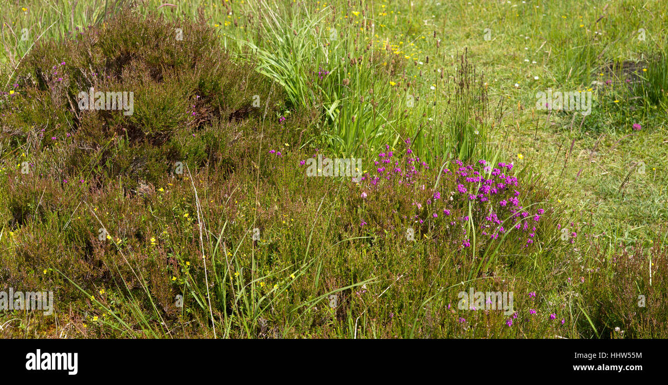 Heather and grass, Highland region, Scotland, UK Stock Photo - Alamy