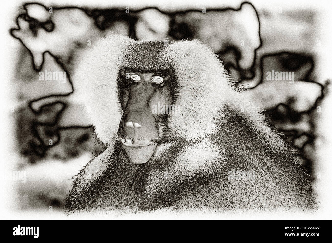 Photo primates, animals; photo monkey,Baboons (Latin Papio Stock Photo ...