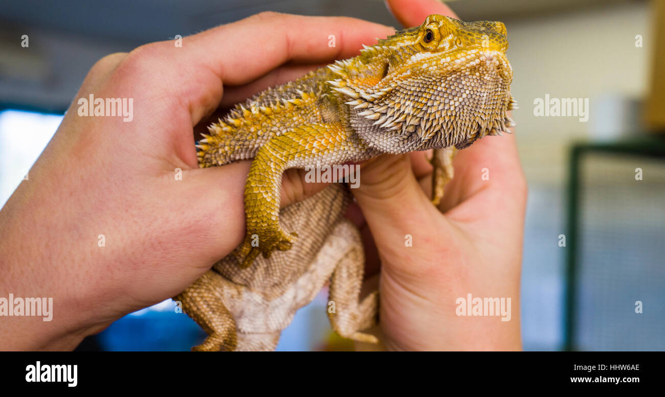 agama, reptilian, scale wood beige dragon zoology Stock Photo - Alamy
