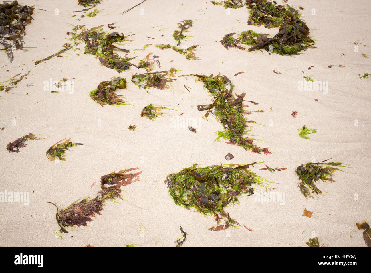 Seaweed on beach, Clachtoll, Hiohland region, Scotland, UK Stock Photo ...