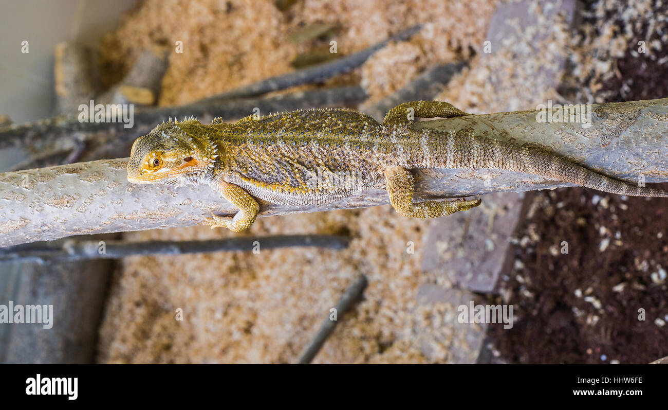 agama, reptilian, scale wood beige dragon zoology Stock Photo - Alamy