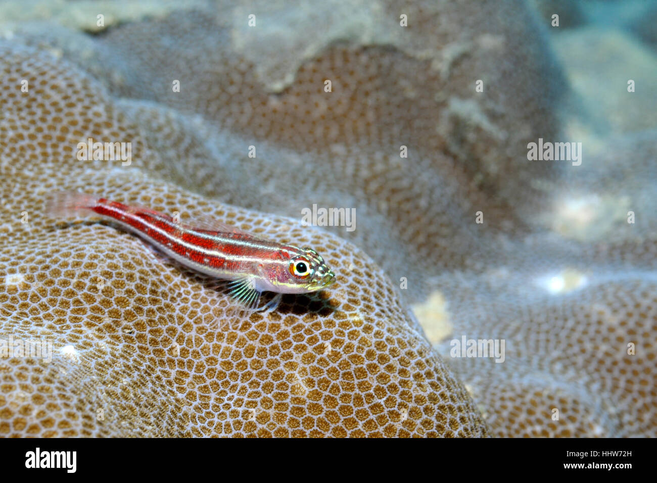 Striped triplefin fish High Resolution Stock Photography and Images - Alamy