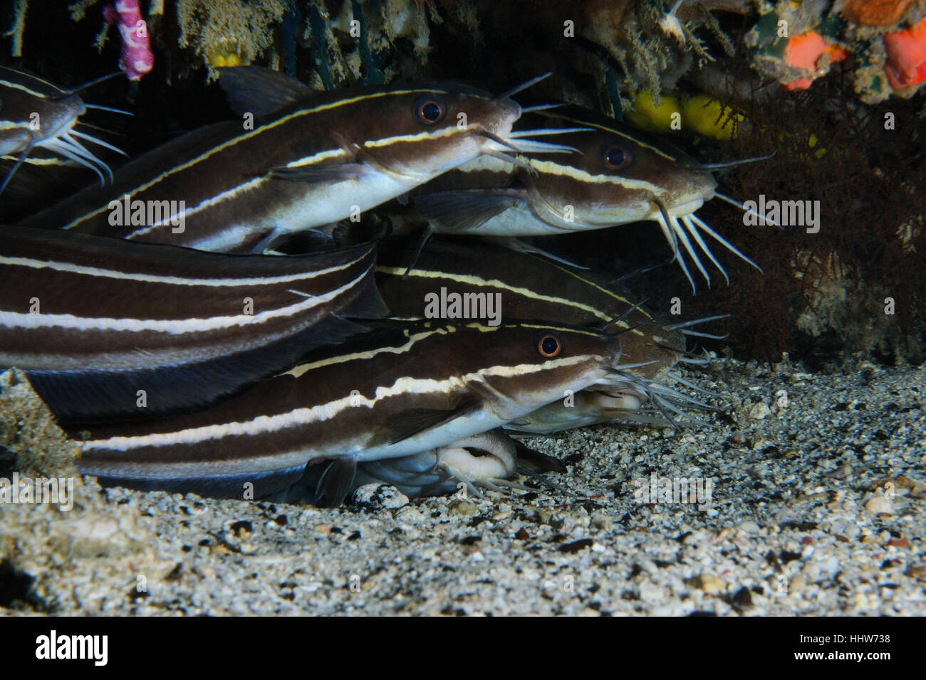 Group of catfish High Resolution Stock Photography and Images - Alamy