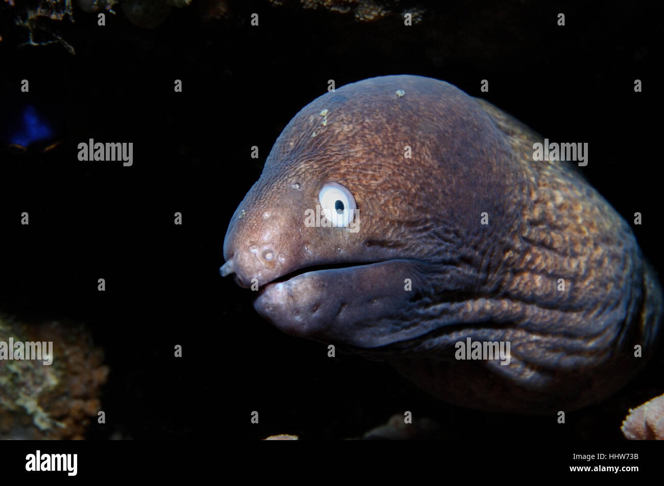 White eyed moray eel is piping out of a burrow, Puerto Galera ...