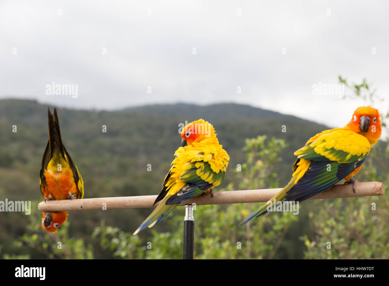 Parrot feet macaw hi-res stock photography and images - Alamy