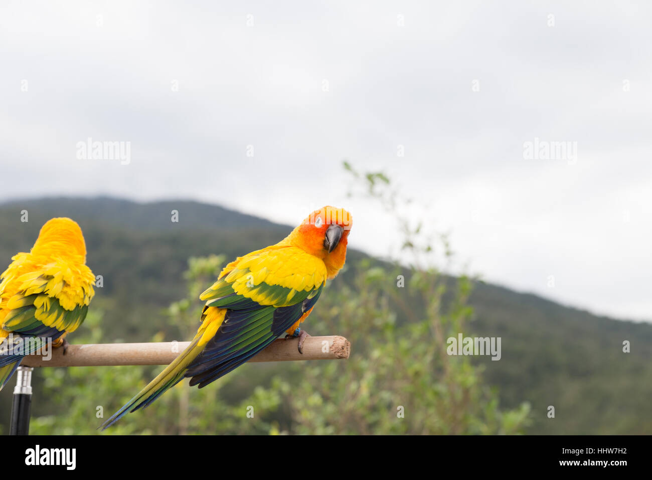 Parrot feet. macaw hi-res stock photography and images - Alamy