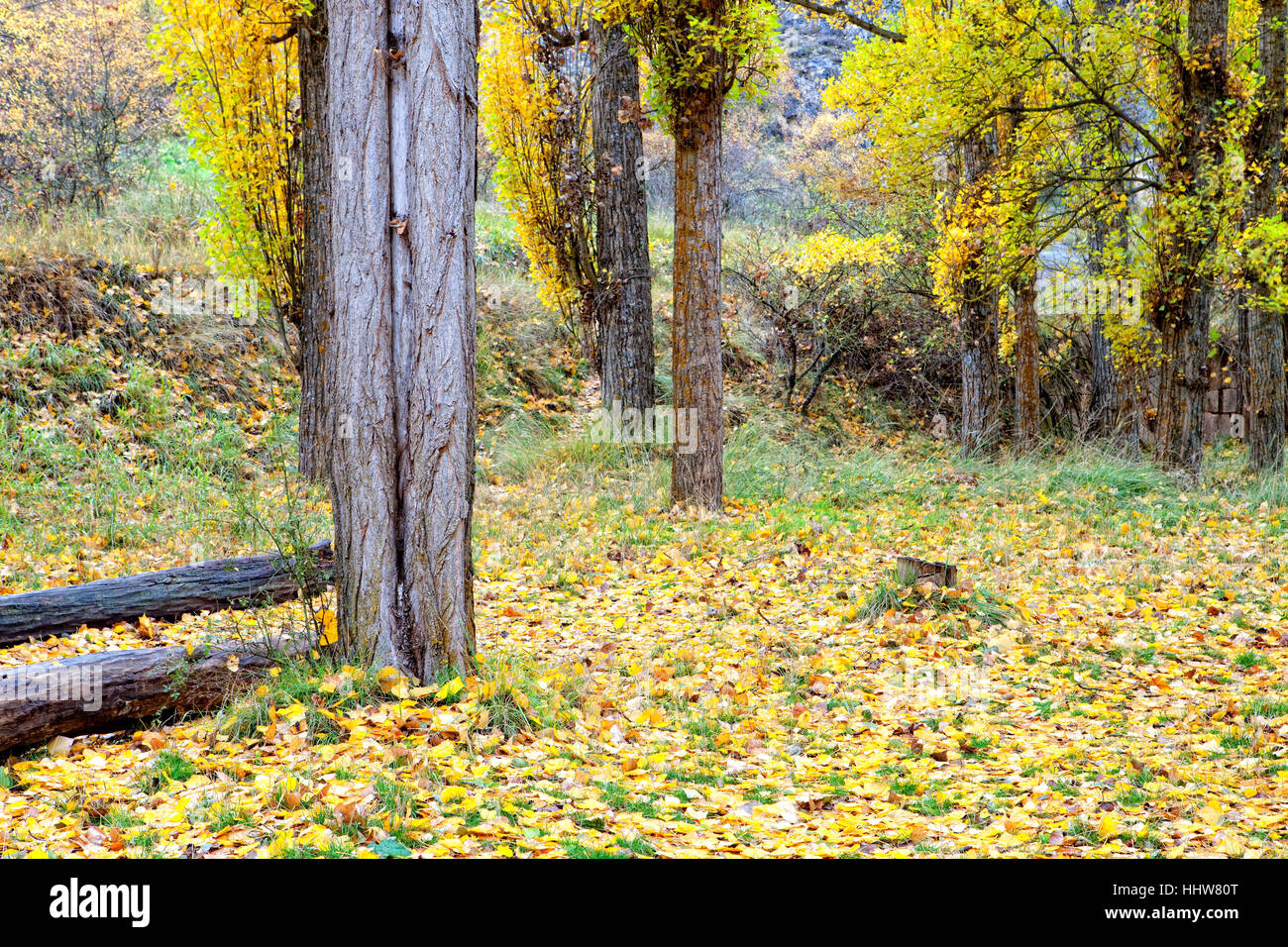 tree, park, season, orange, forest, yellow, fall, autumn, beautiful ...
