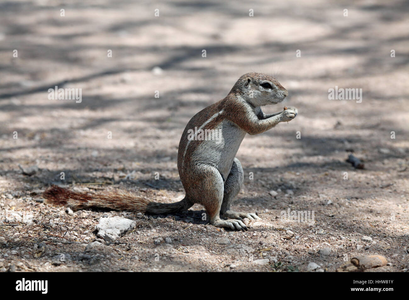 africa, namibia, bushy, sweet, africa, namibia, bushy, sweet, kap Stock ...