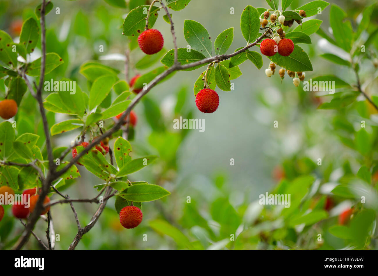 Mediterranean fruit tree hi-res stock photography and images - Alamy