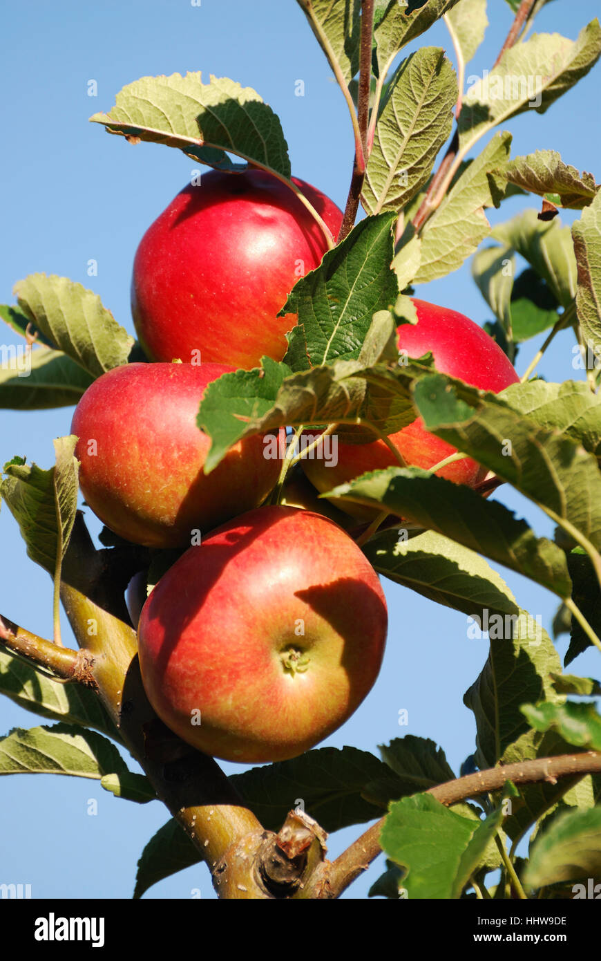 leaf, agricultural, tree, garden, agriculture, farming, ripe, apple ...