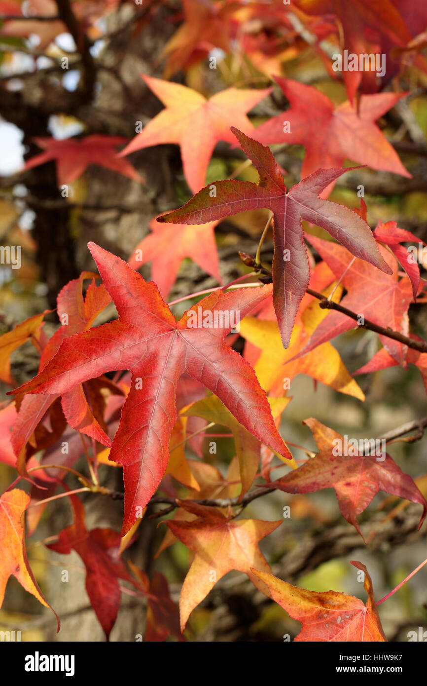 tree, leaves, foliage, fall, autumn, liquidambar styraciflua, american ...