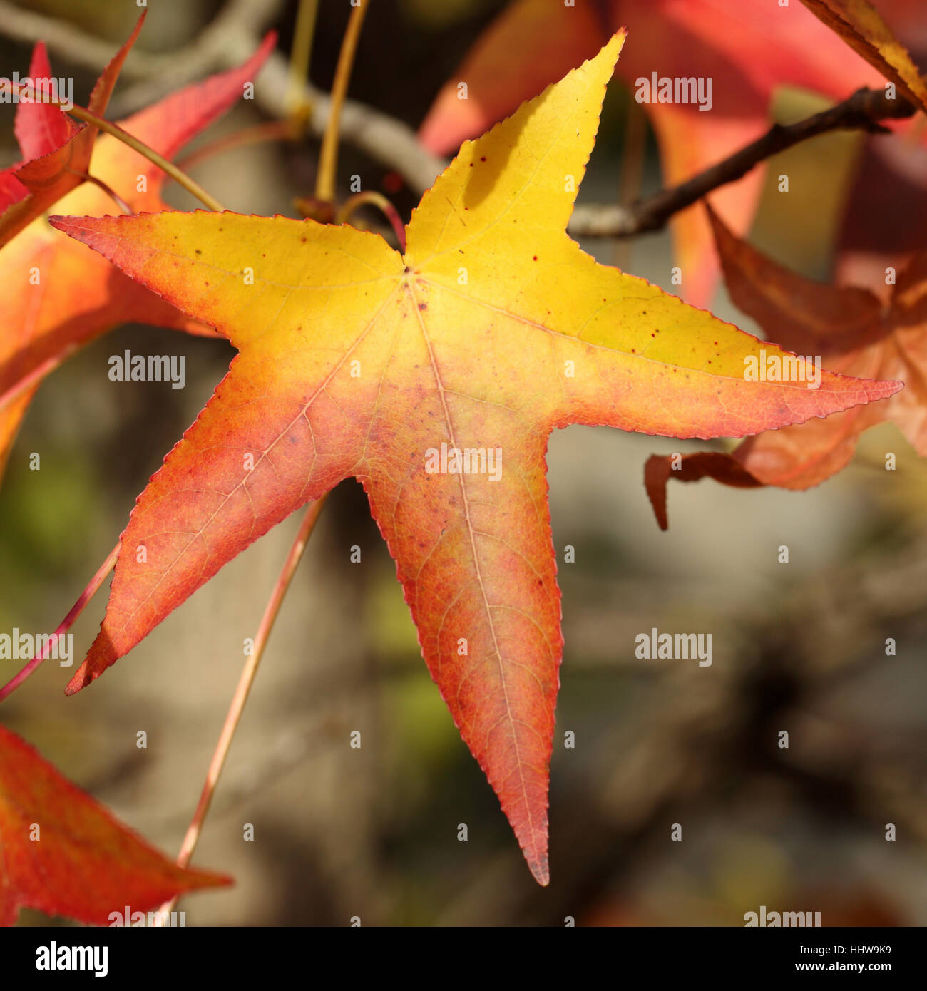 tree, leaves, foliage, fall, autumn, liquidambar styraciflua, american ...