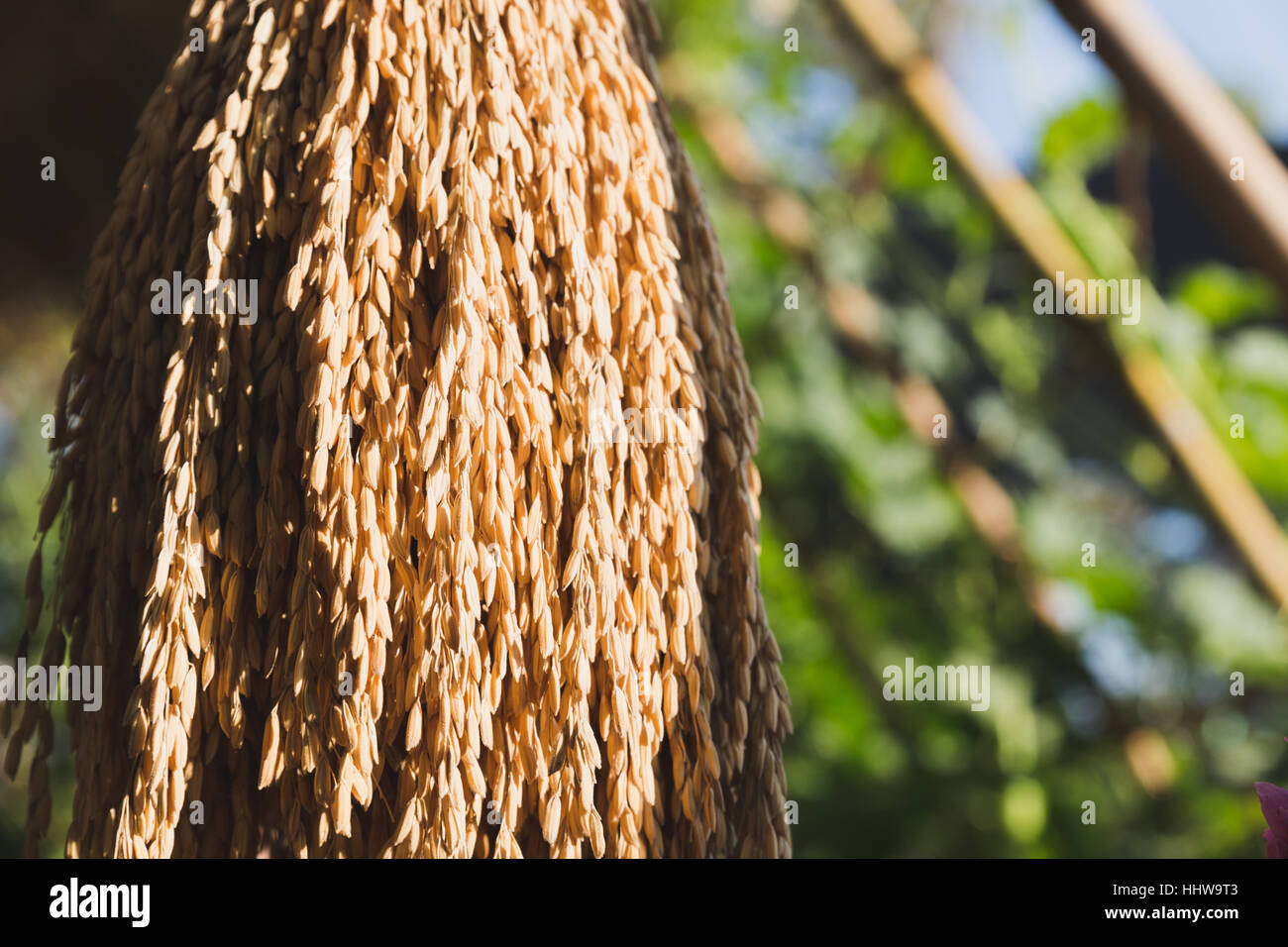 Hanging rice hi-res stock photography and images - Alamy