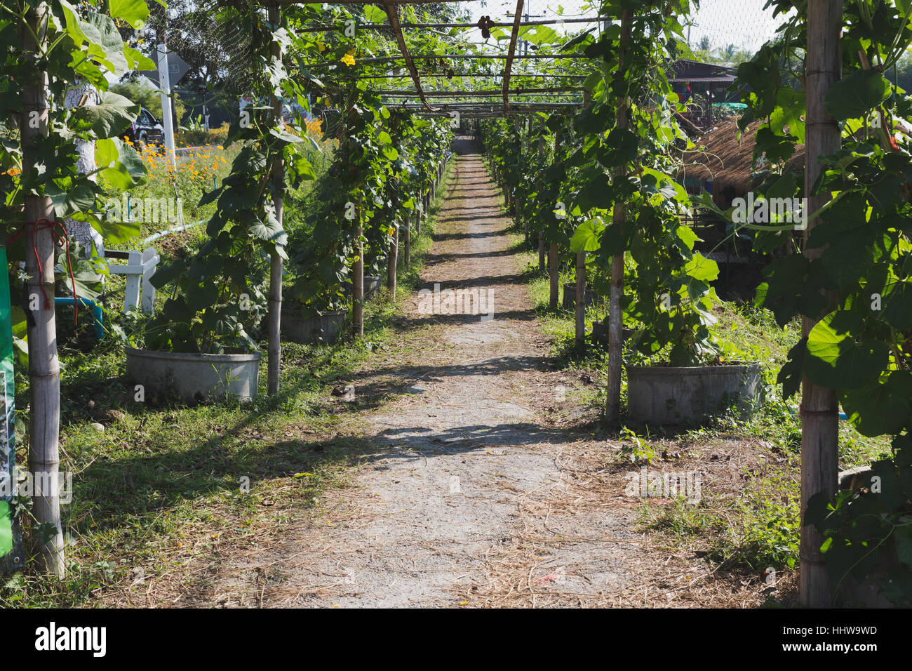 gourd, Calabash gourd, Flowered gourd, White flowered gourd, fruit and ...