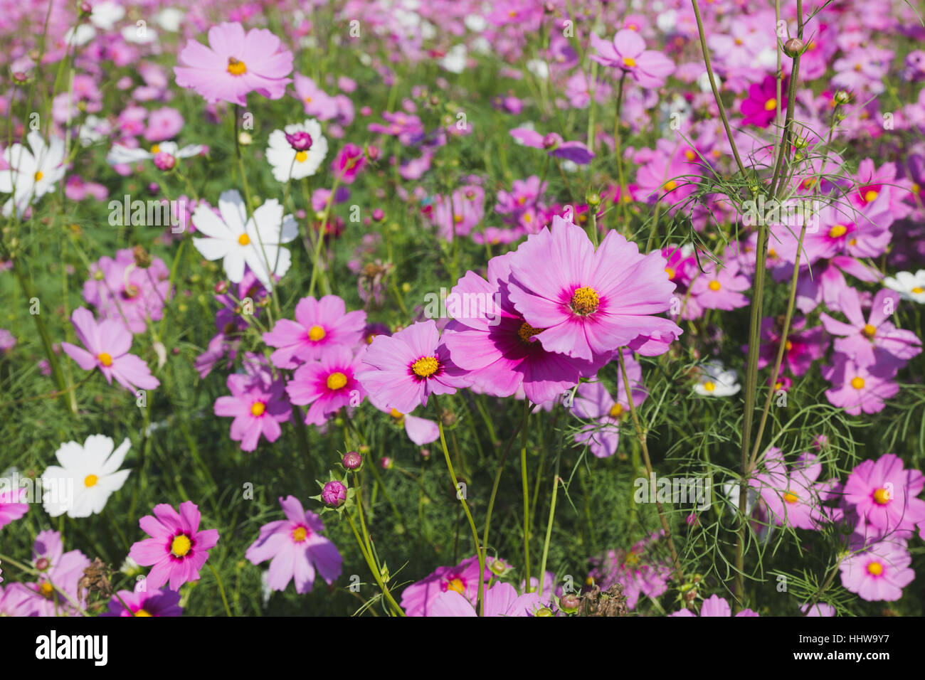 nature background of beautiful pink cosmos flower field Stock Photo - Alamy