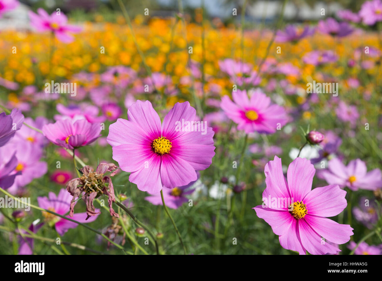nature background of beautiful pink cosmos flower field Stock Photo - Alamy