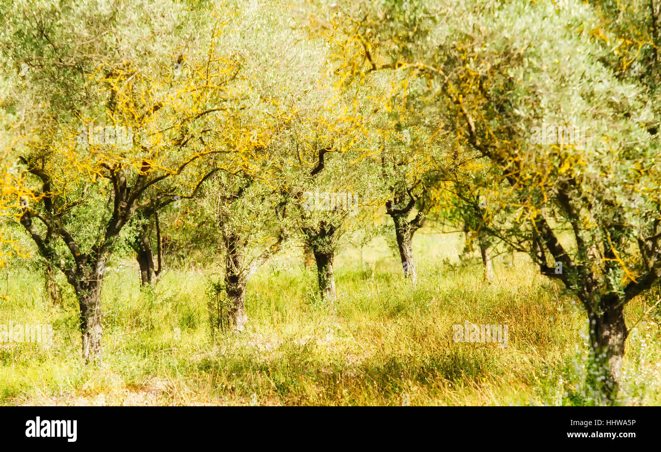 tree, deserted, olive, orchard, grove, abandoned, tree, wood, deserted ...