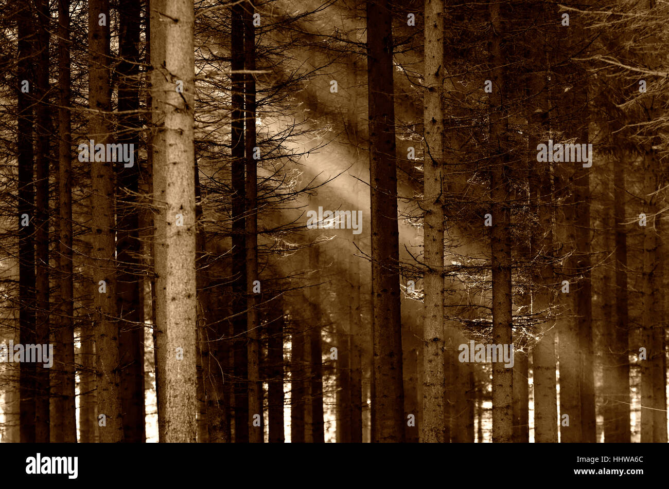 tree, wood, trunk, beam, sunlight, sunbeam, woodland, forest, tree ...