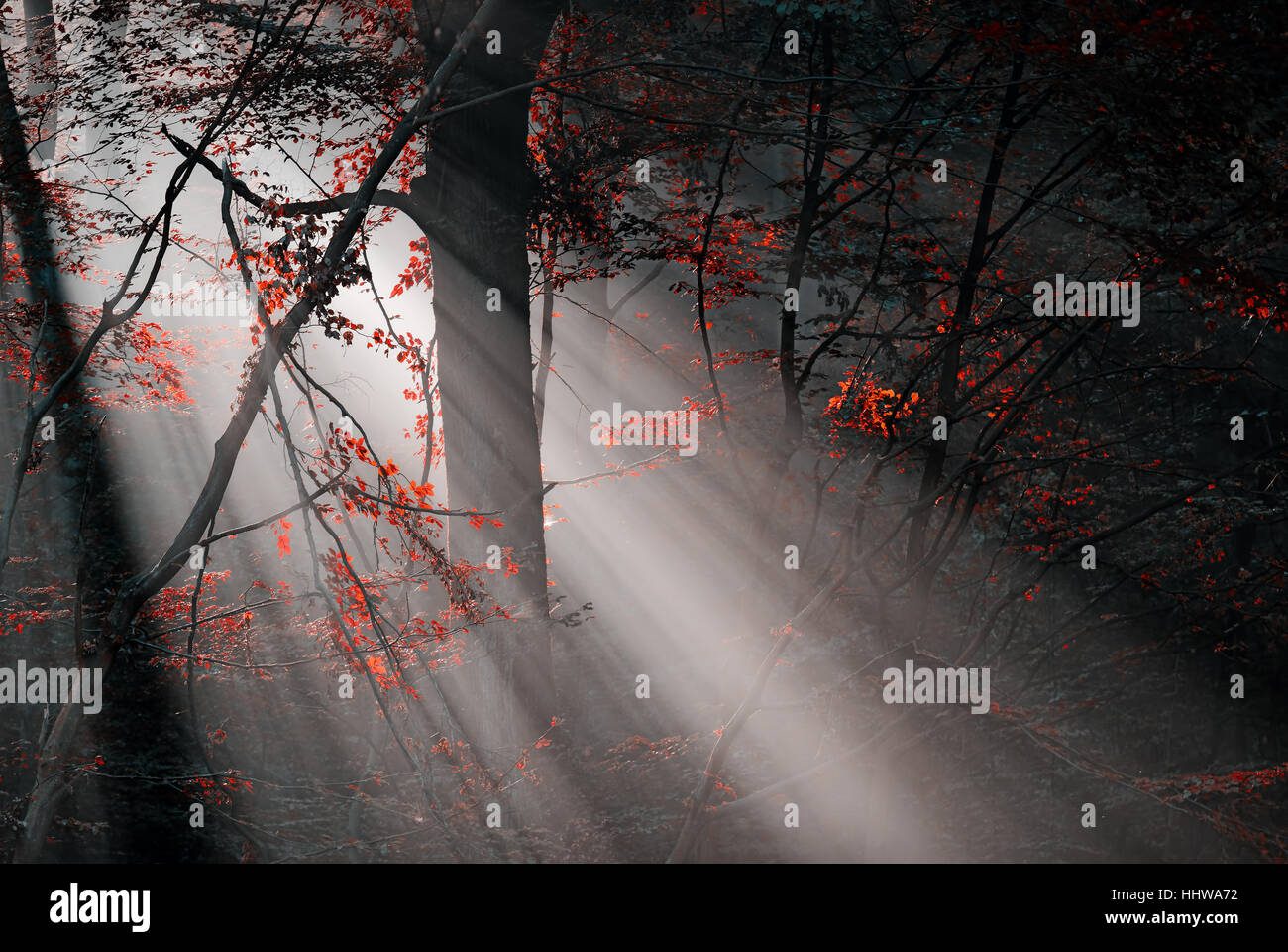 tree, wood, beam, sunbeam, woodland, red, forest, leaves, foliage, tree ...