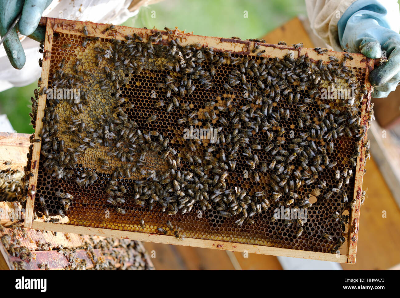 insect, apiary, swarm, school, working, bee, apiarist, beekeeper ...