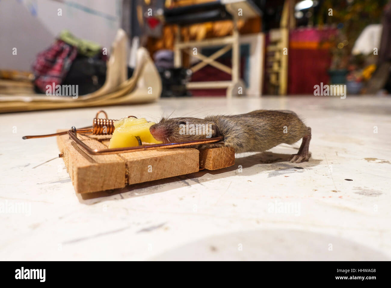 Mouse trap with captured mouse and cheese bait Stock Photo - Alamy