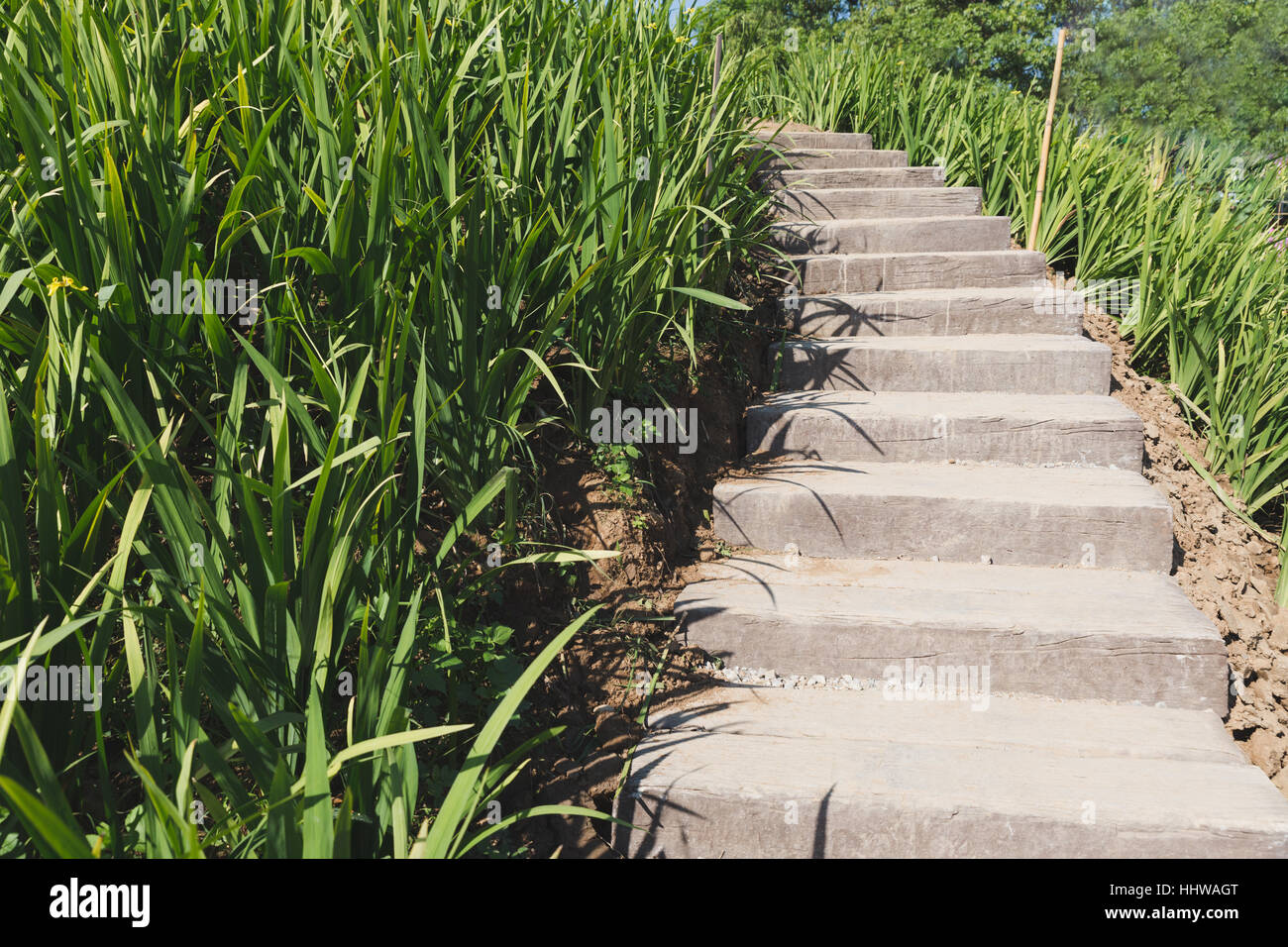 stairway, staircase, stairs step and bush in garden Stock Photo - Alamy