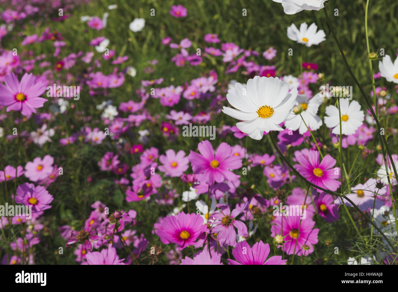 Field cosmos flower hi-res stock photography and images - Alamy