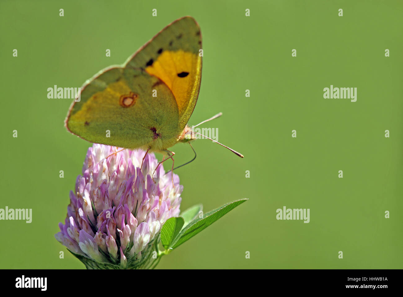 Postillion hi-res stock photography and images - Alamy