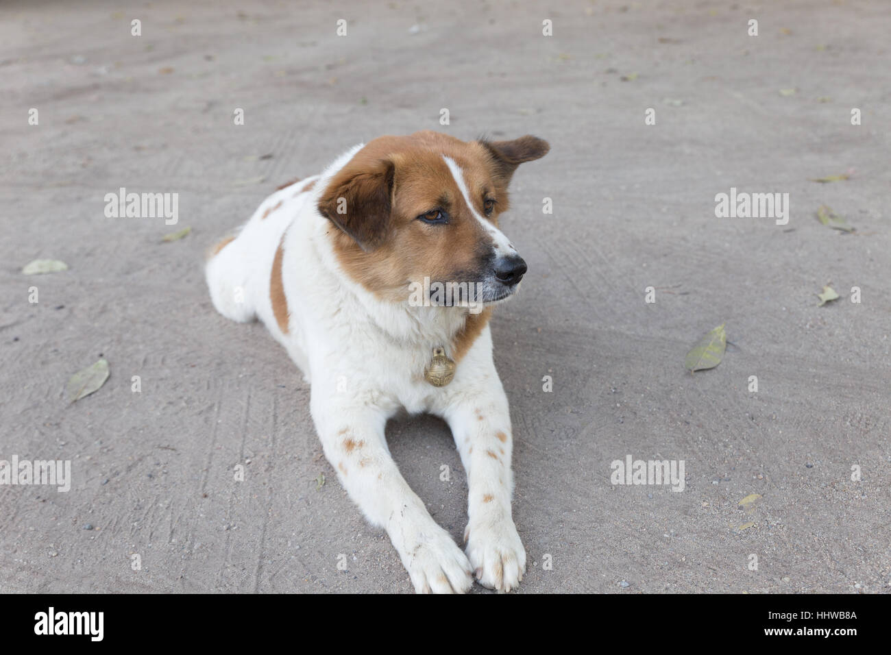 white and brown cute dog laying down resting on ground Stock Photo - Alamy