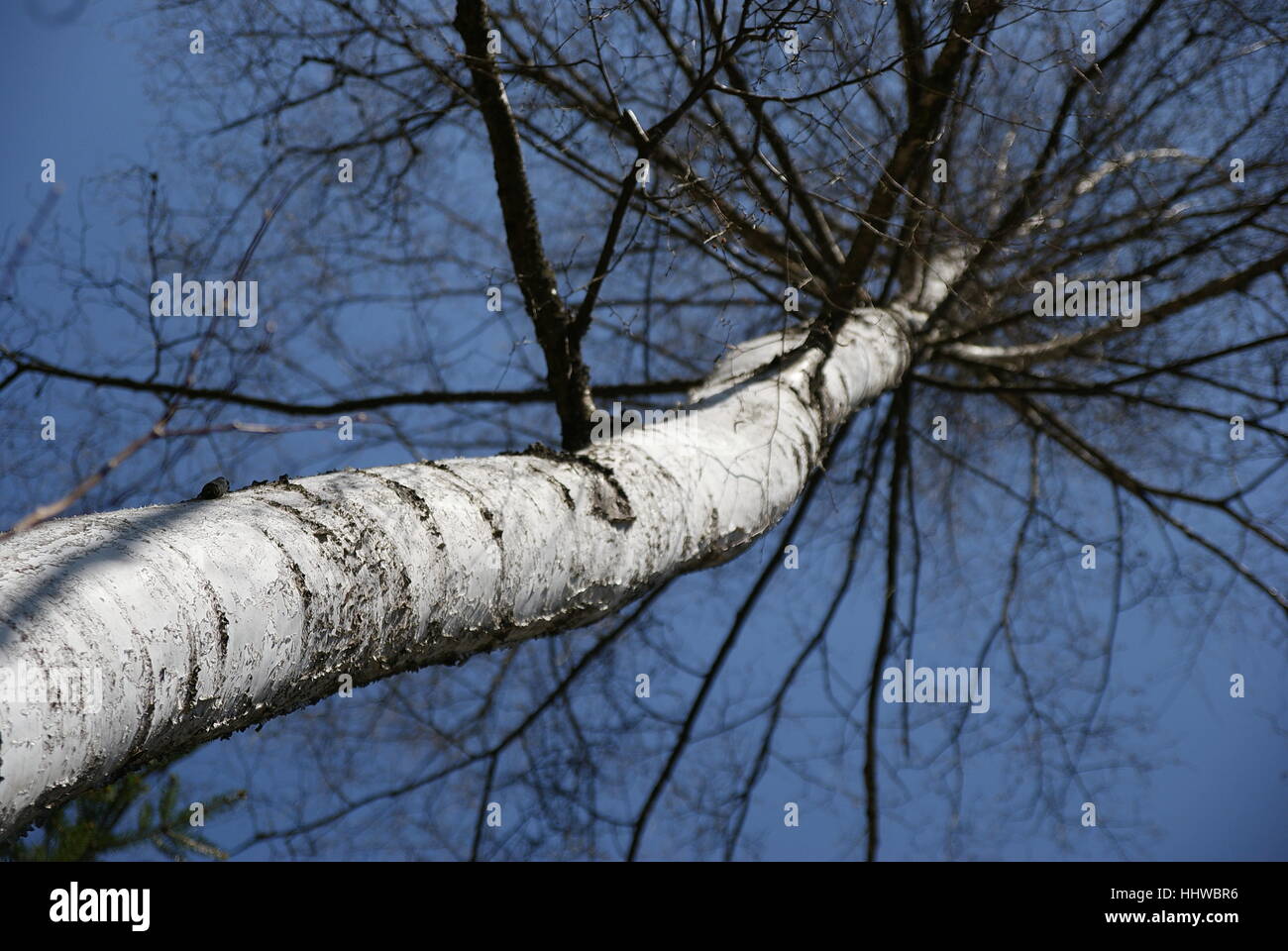 tree, wood, trunk, bark, birch, plant, tree, wood, trunk, lines ...