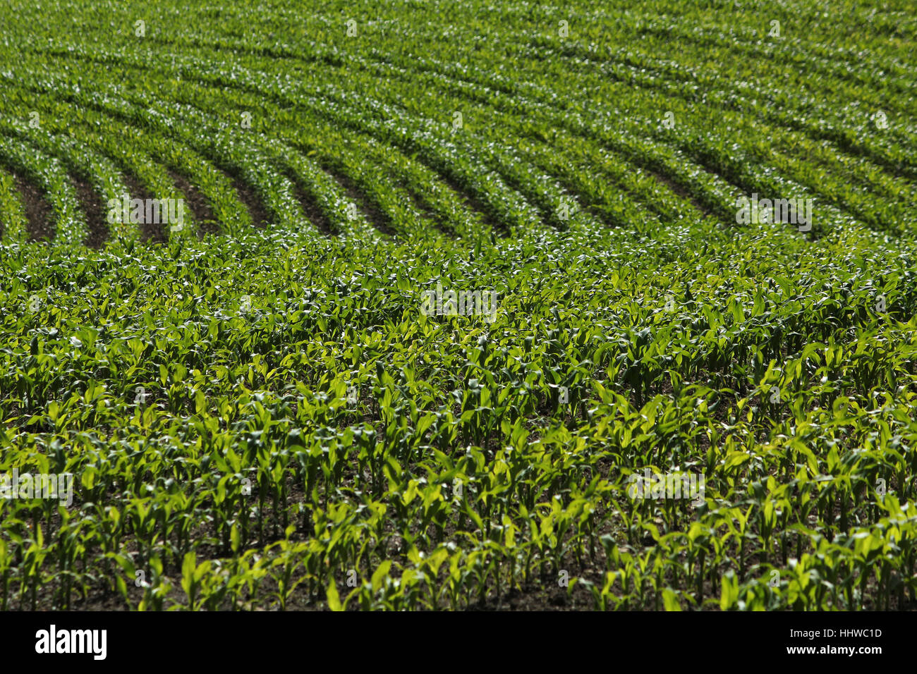 plant, agriculture, farming, field, lines, sense, acre, cultivation ...