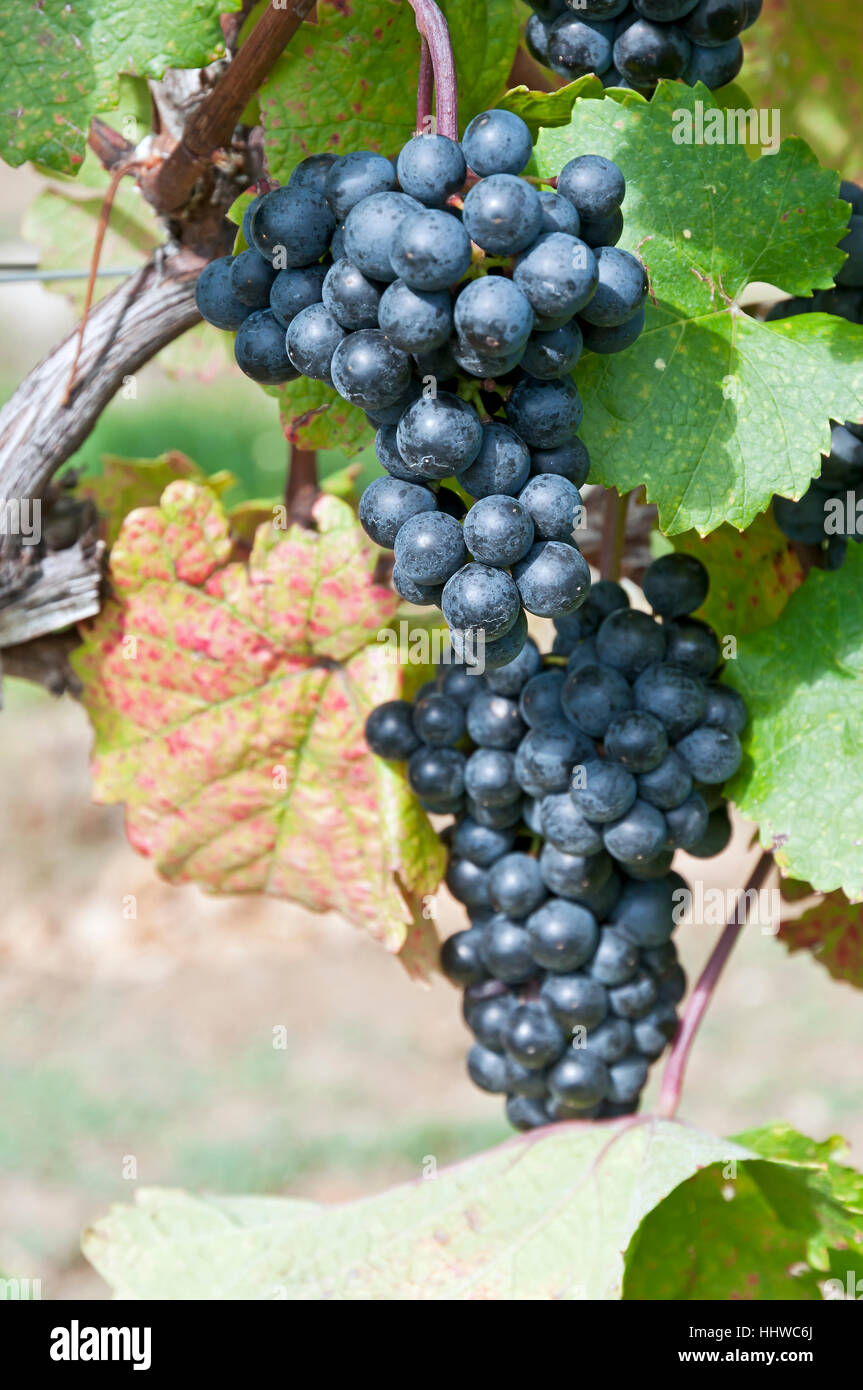 culture, alcohol, vineyard, vine, grape vine, grape-vine, business ...