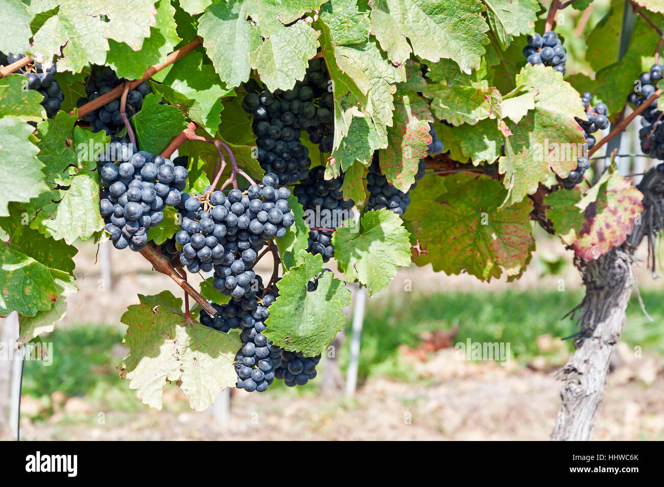 agriculture, farming, alcohol, vineyard, vine, grape vine, grape-vine ...