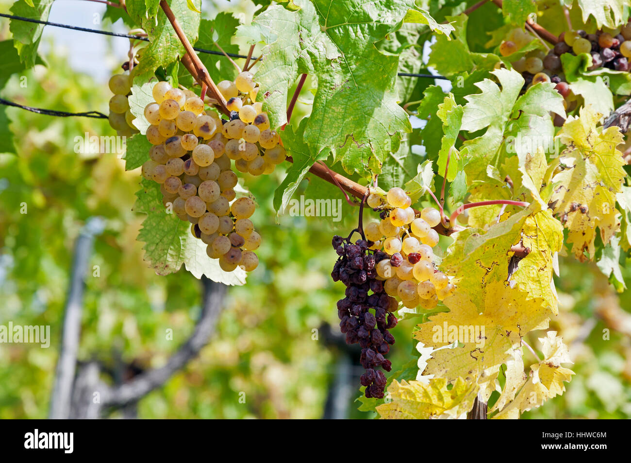 agriculture, farming, alcohol, vineyard, vine, grape vine, grape-vine ...