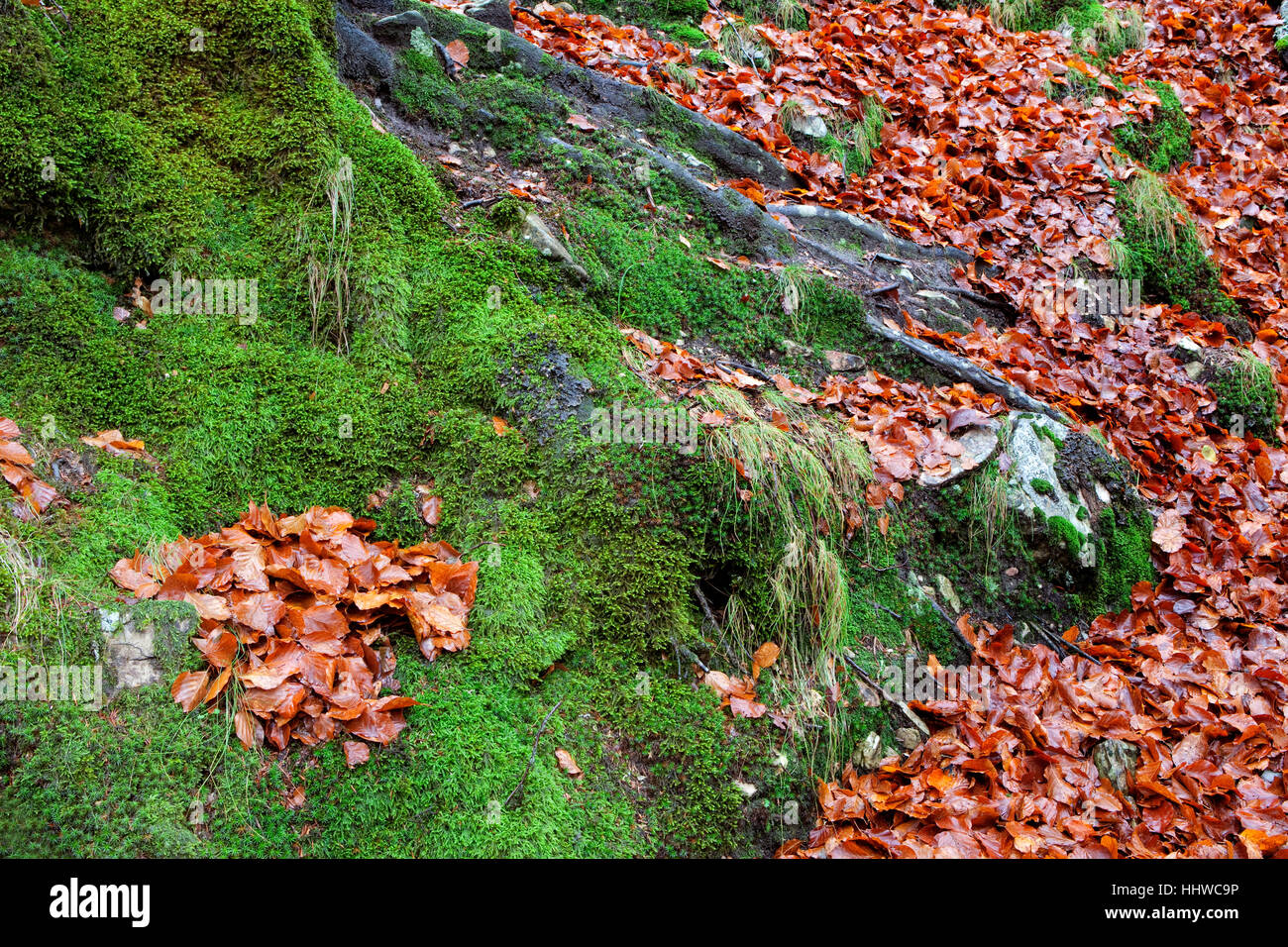 leaf, winter, leave, season, landscape, scenery, countryside, nature ...